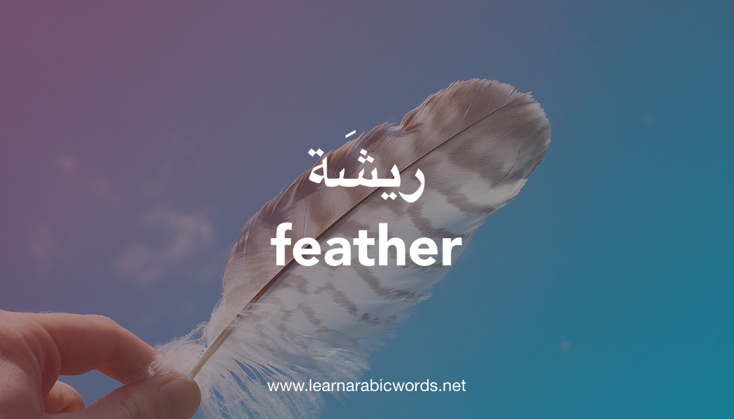 Feather In Arabic feather-in-arabic