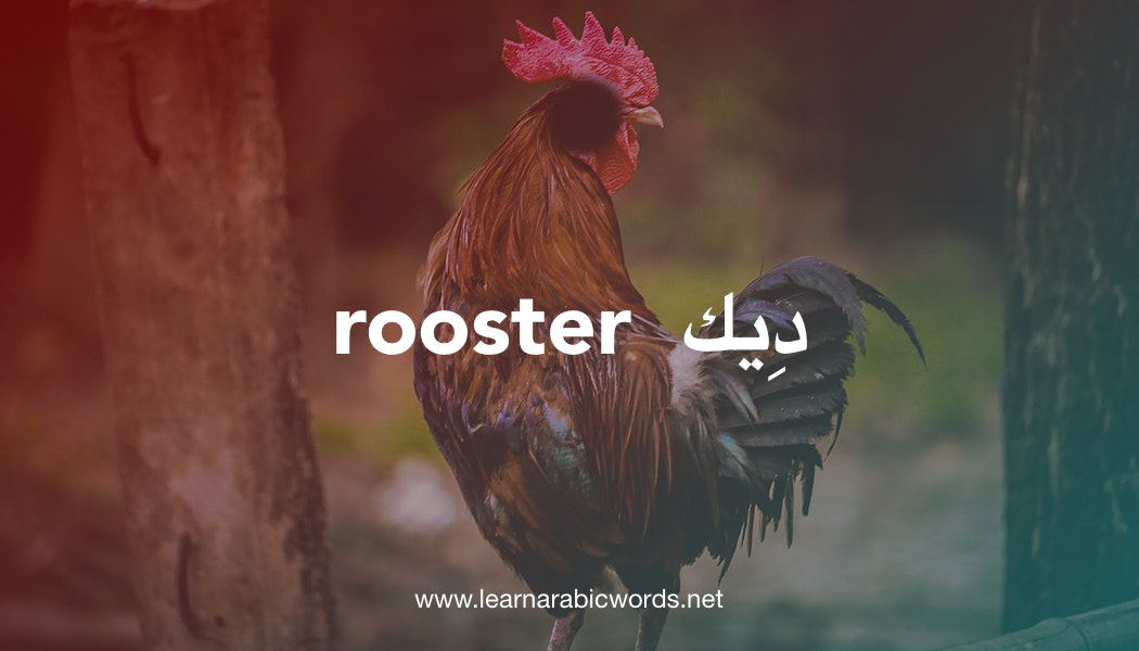 Rooster In Arabic rooster-in-arabic